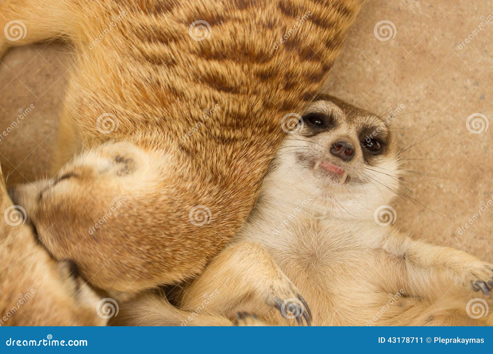 Cute meerkat sleep stock image. Image of sleep, earth - 43178711