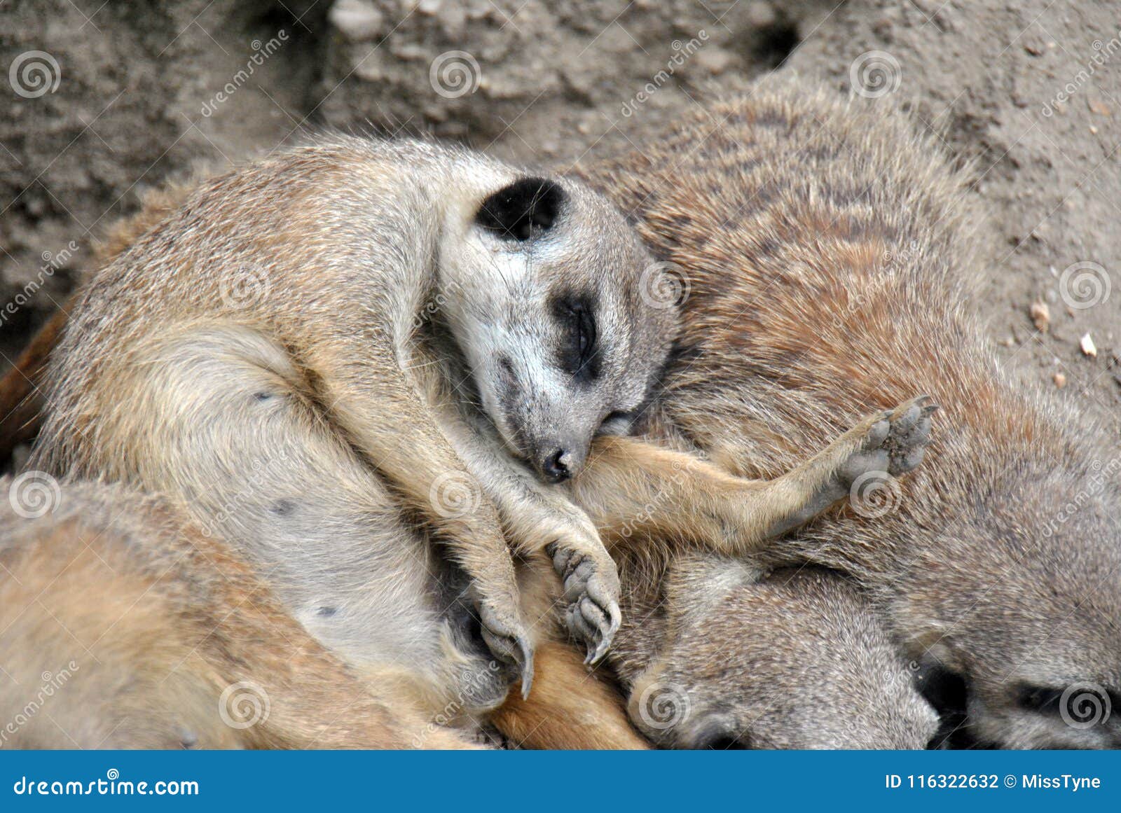 Cute Meerkat Sleeping in a Bundle with Its Family Stock Photo - Image ...