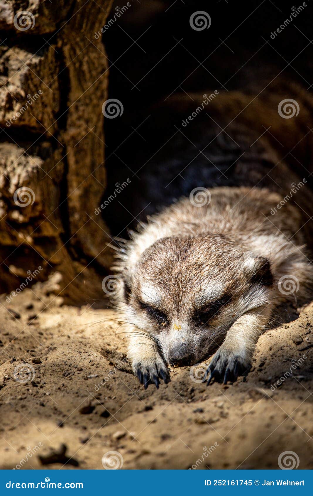 A Meerkat is Sleeping in the Sand Stock Image - Image of meerkats, cute ...