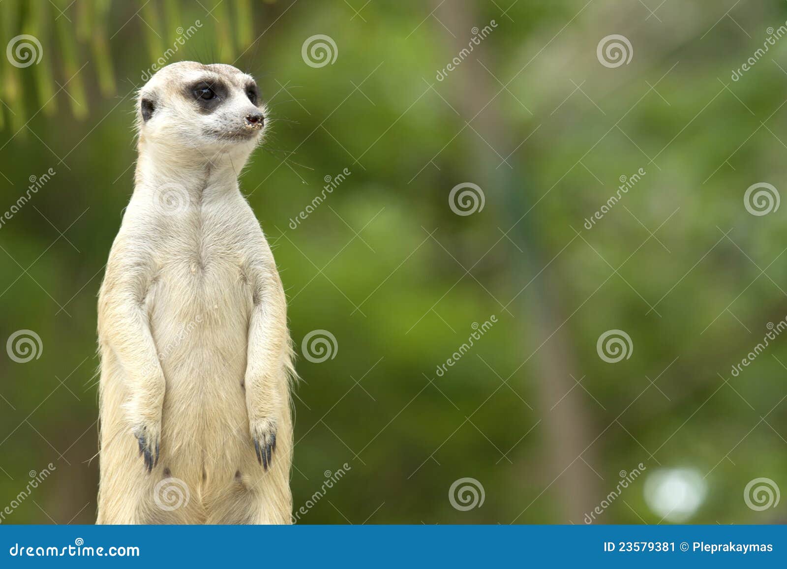Cute meerkat standing stock image. Image of alert, standing - 23579381