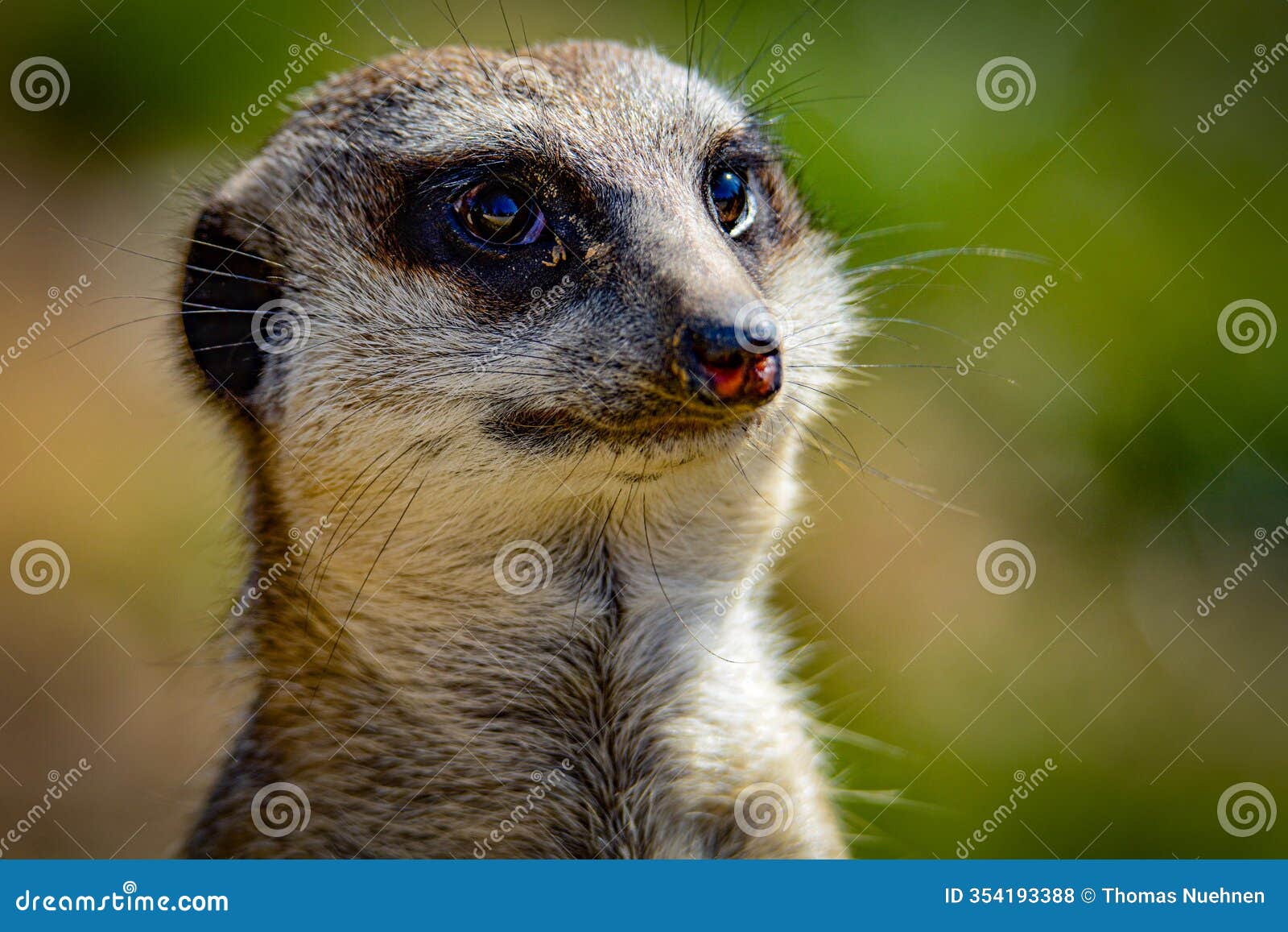 Cute Meerkat Standing Watching and Observerving Stock Photo - Image of ...