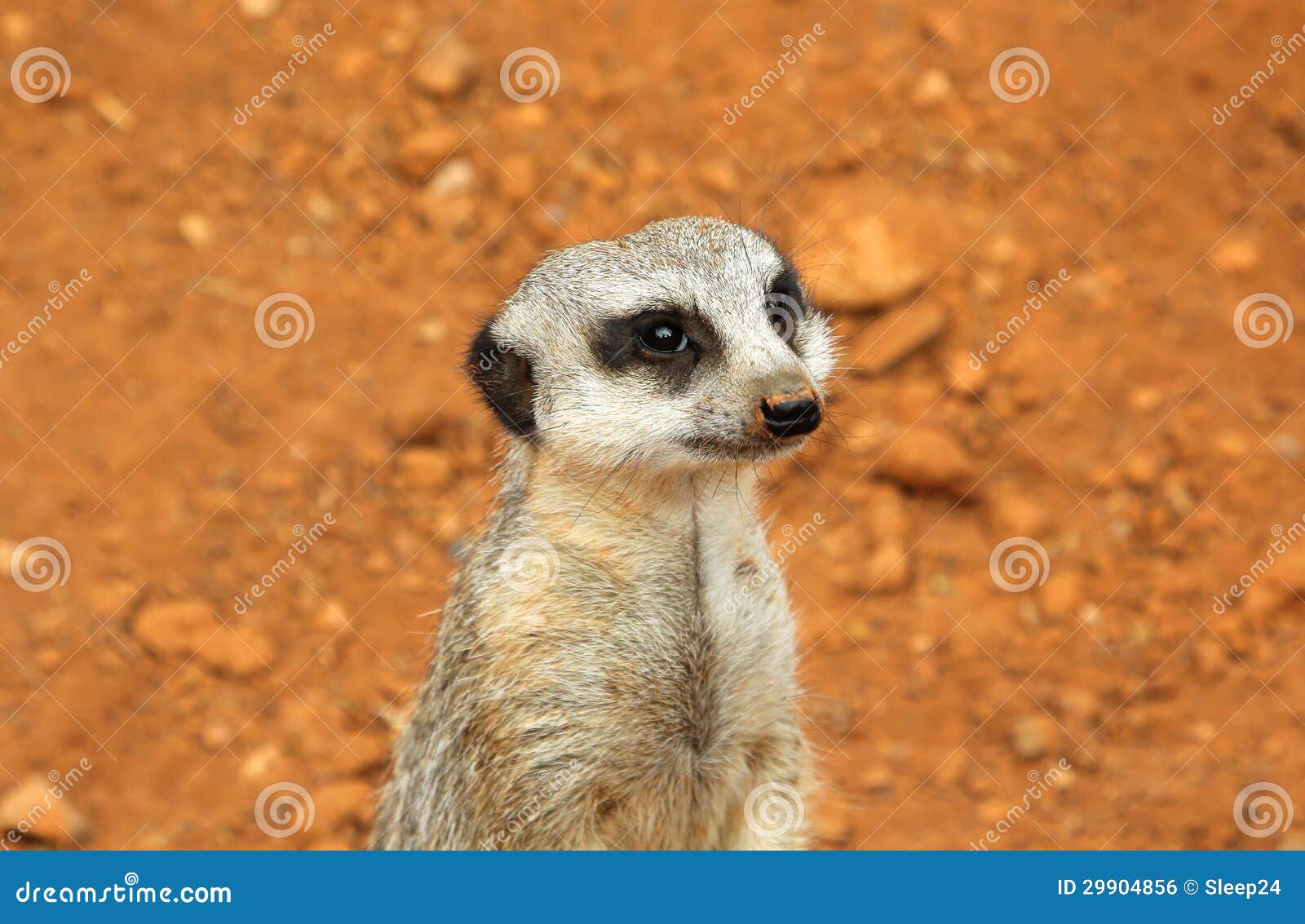 Cute Meerkat Suricate on Guard Stock Photo - Image of meerkat ...