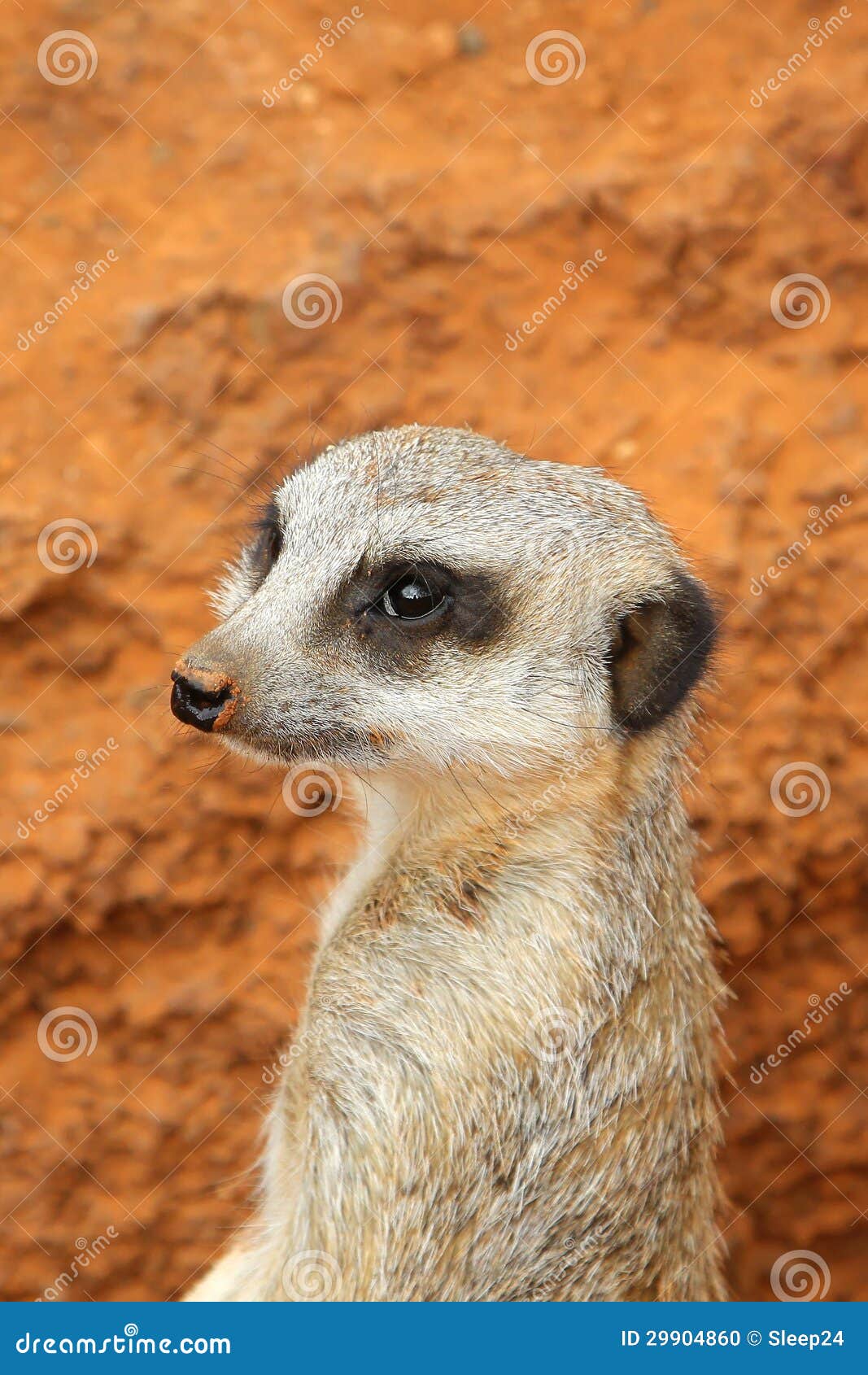 Cute Meerkat Suricate on Guard Stock Photo - Image of suricatta ...