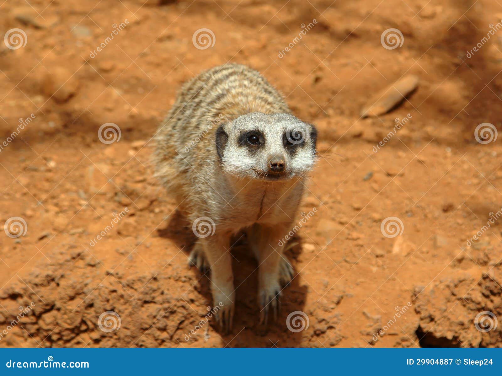 Cute Meerkat Suricate Looking at Camera Stock Image - Image of lookout ...