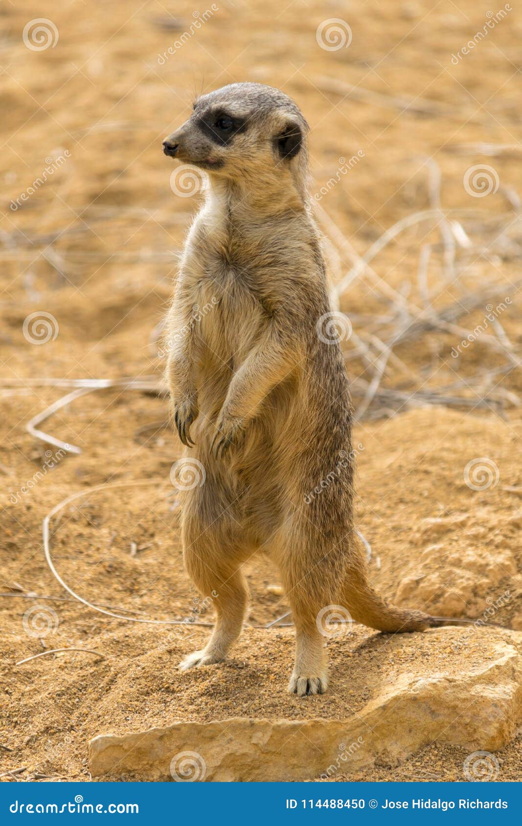 Cute Meerkat on watch stock photo. Image of beautiful - 114488450