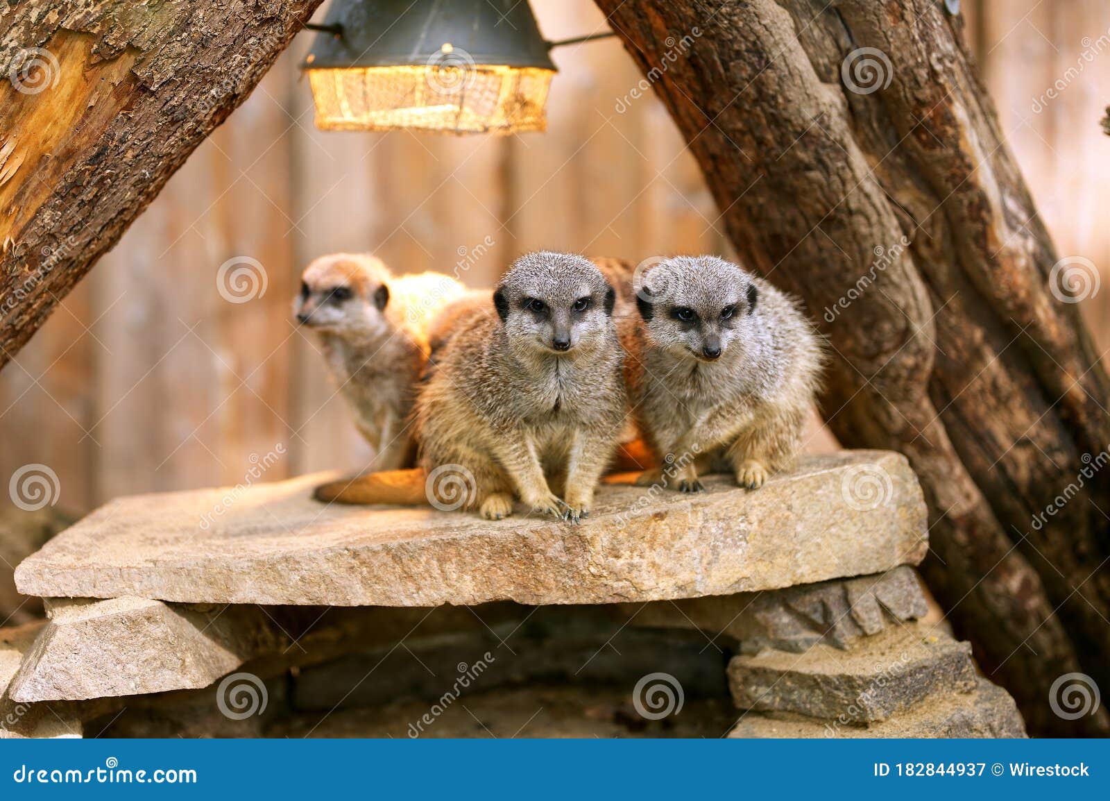 Cute Meerkats Sitting on the Stone with a Lamp Over Them Stock Image ...