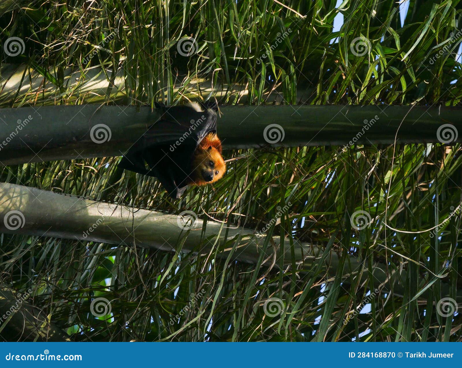 Cute Megabat - Flying Fox - Fruit Eating Bat Perching Upside Down on ...