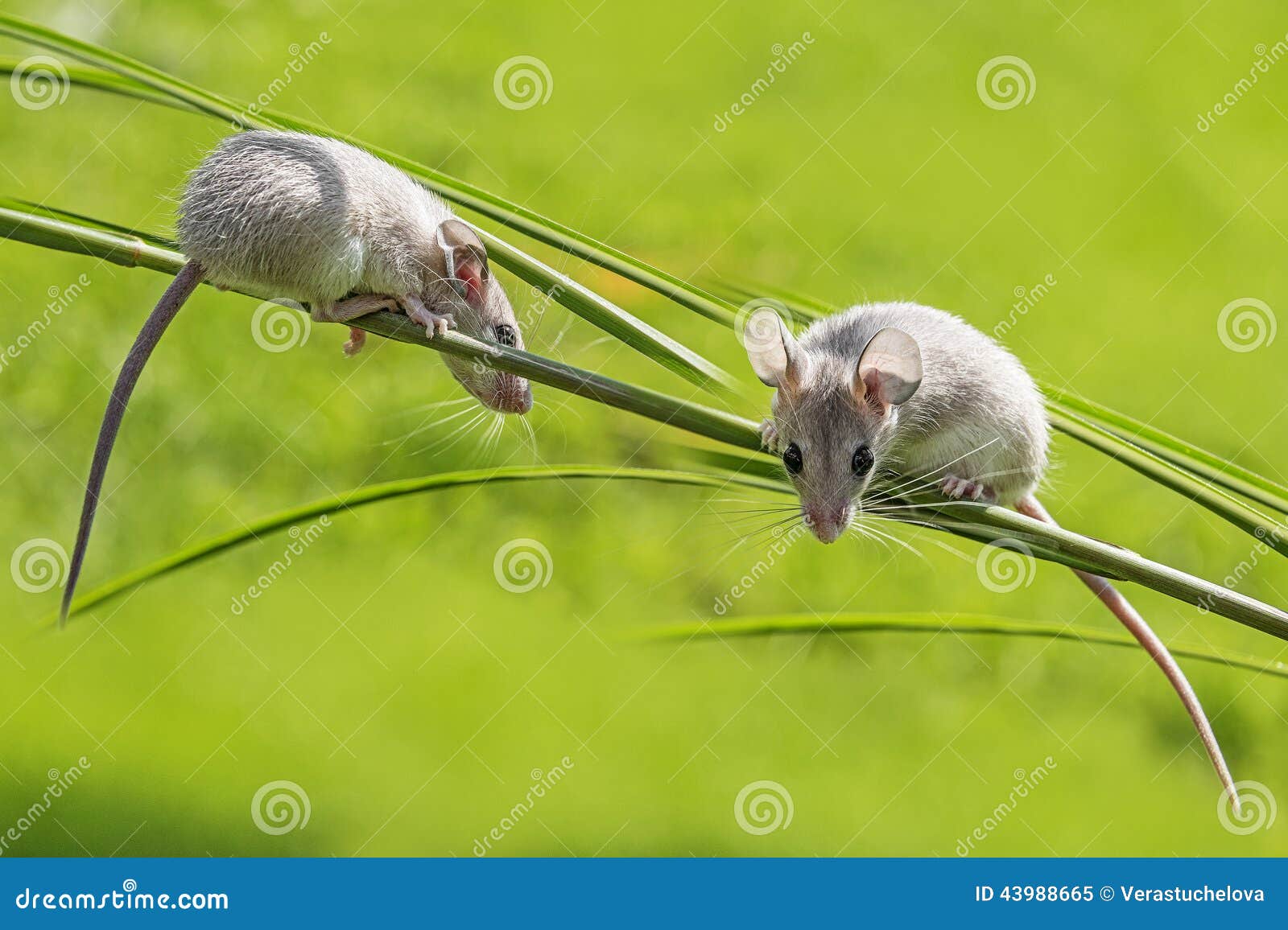 Cute Mice - (acomys Cahirinus) Stock Image - Image of natural, nature ...