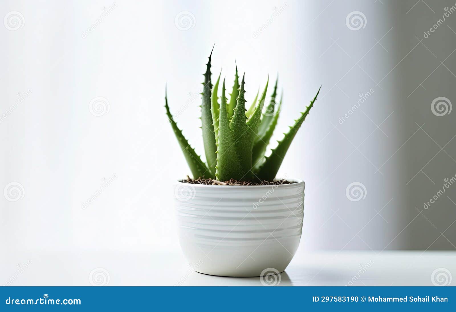 Cute Mini Aloe Plant in a Pot White Floral Background Stock ...