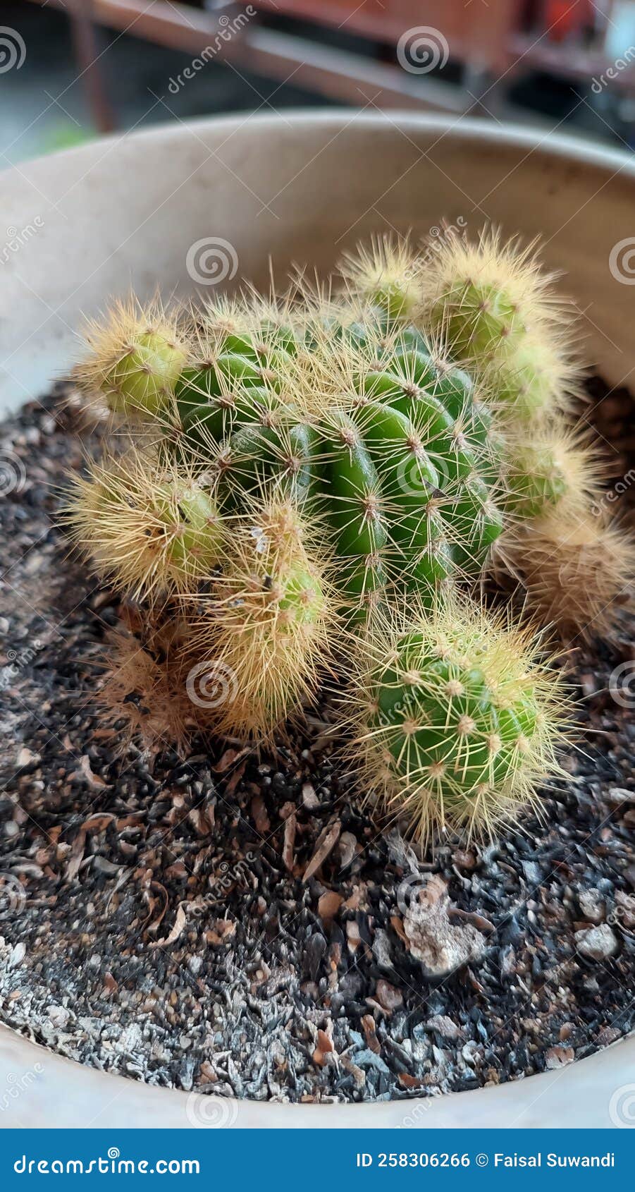 Cute Mini Cactus Flowers in a Pot Stock Photo - Image of wildflower ...