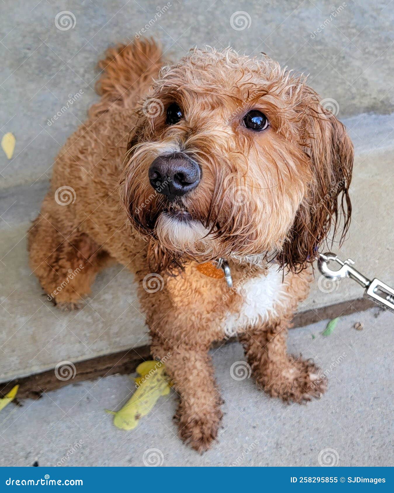A Cute Mini Golden Doodle Puppy. Stock Image - Image of companion ...