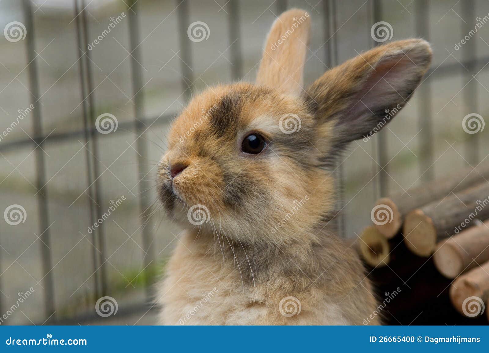 Cute Mini-lop Rabbit in Garden Stock Photo - Image of orangebrown ...