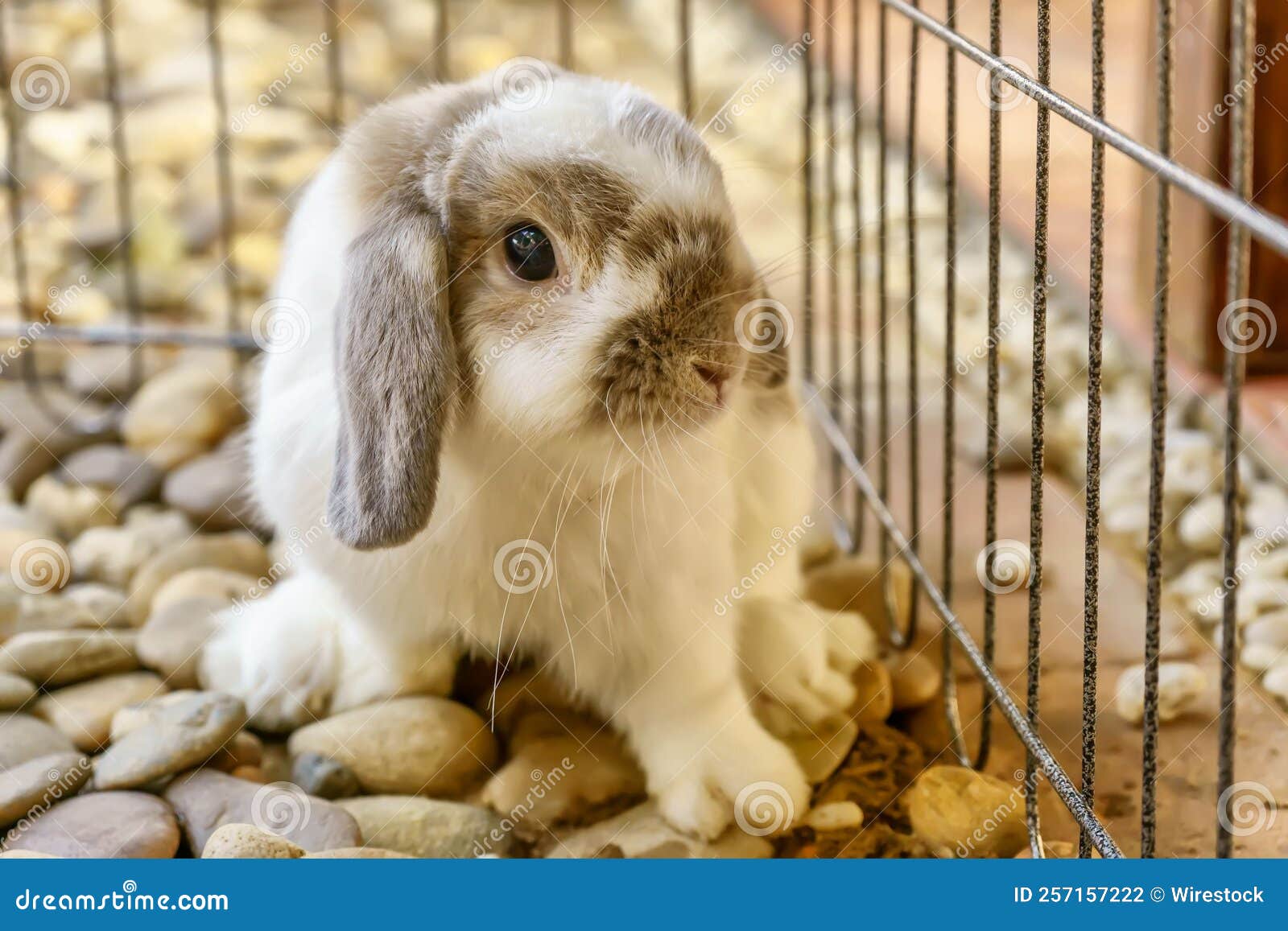 Cute Mini Lop Rabbit (Oryctolagus Cuniculus) Sitting on Small Rocks in ...