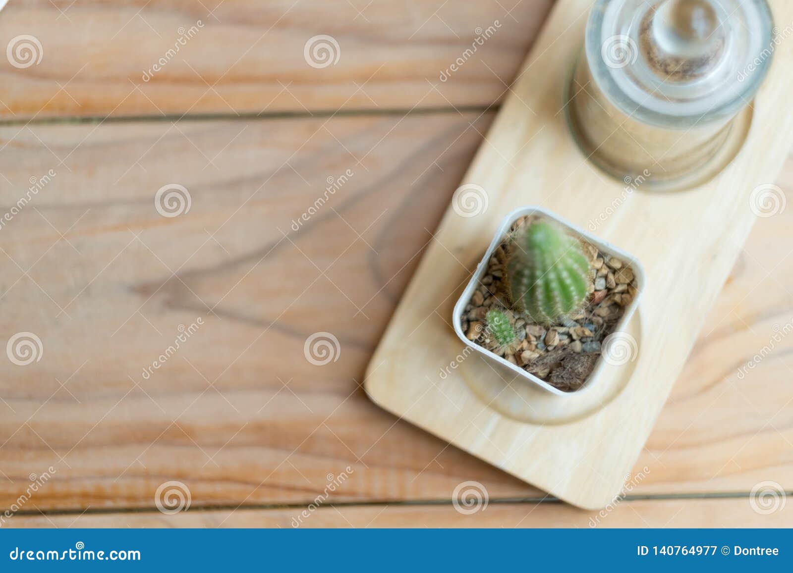 Cute Mini Tree Cactus for Decor Stock Image - Image of grow, botanic ...