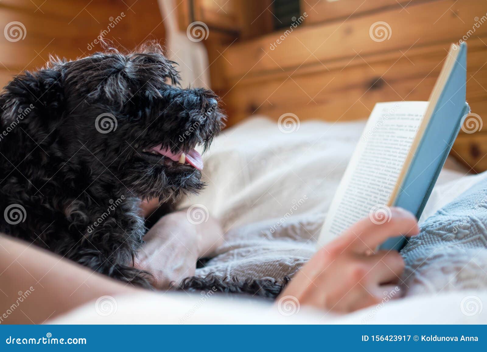 Cute Miniature Black Schnauzer Reading a Book Stock Image - Image of ...