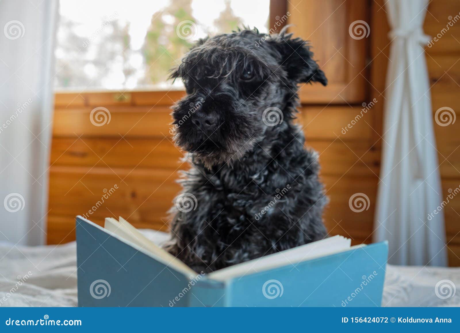 Cute Miniature Black Schnauzer Reading a Book Stock Photo - Image of ...