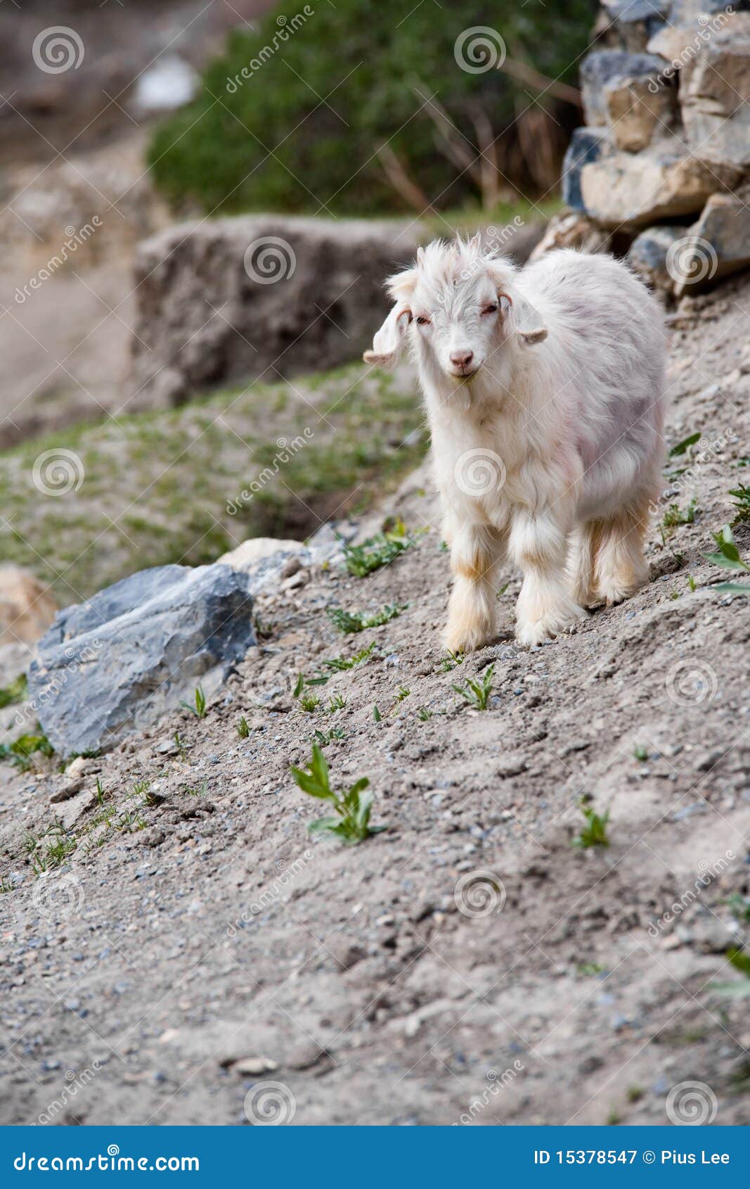 Cute Miniature Goat Vertical Stock Image - Image of travel, lamb: 15378547