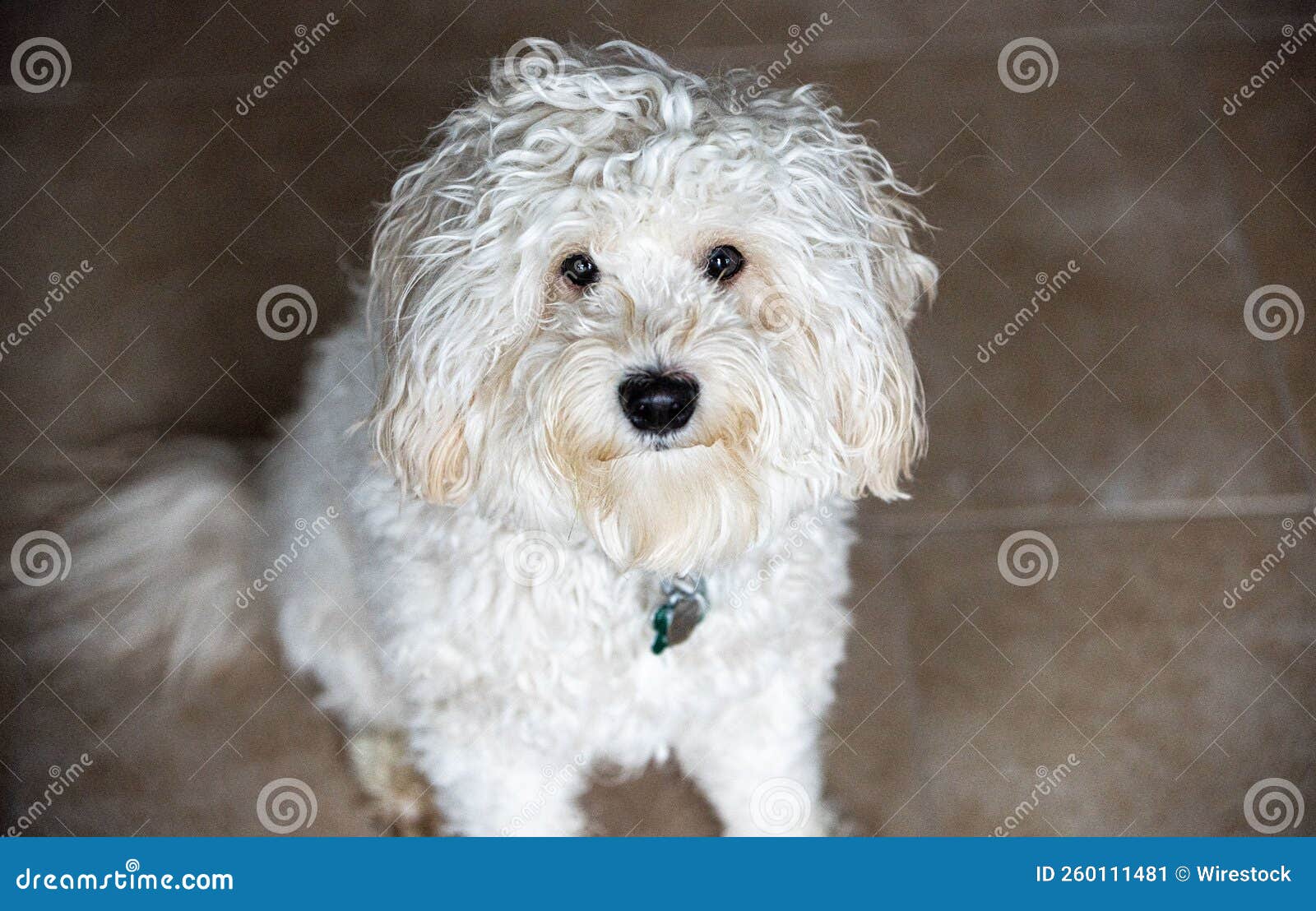 Cute Miniature Goldendoodle Sitting on the Floor Stock Image - Image of ...