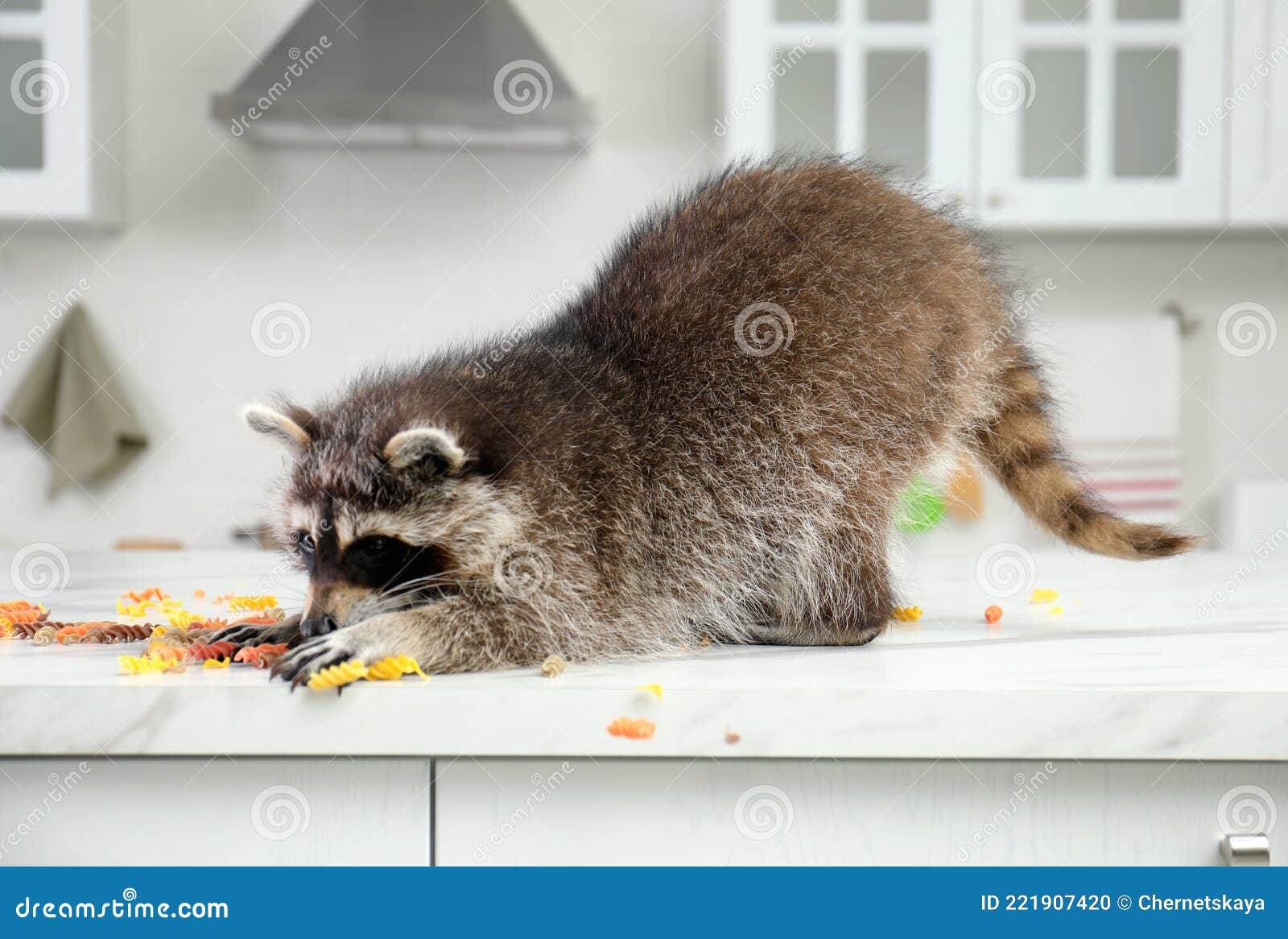 Cute Mischievous Raccoon Playing with Uncooked Pasta on Table Stock ...