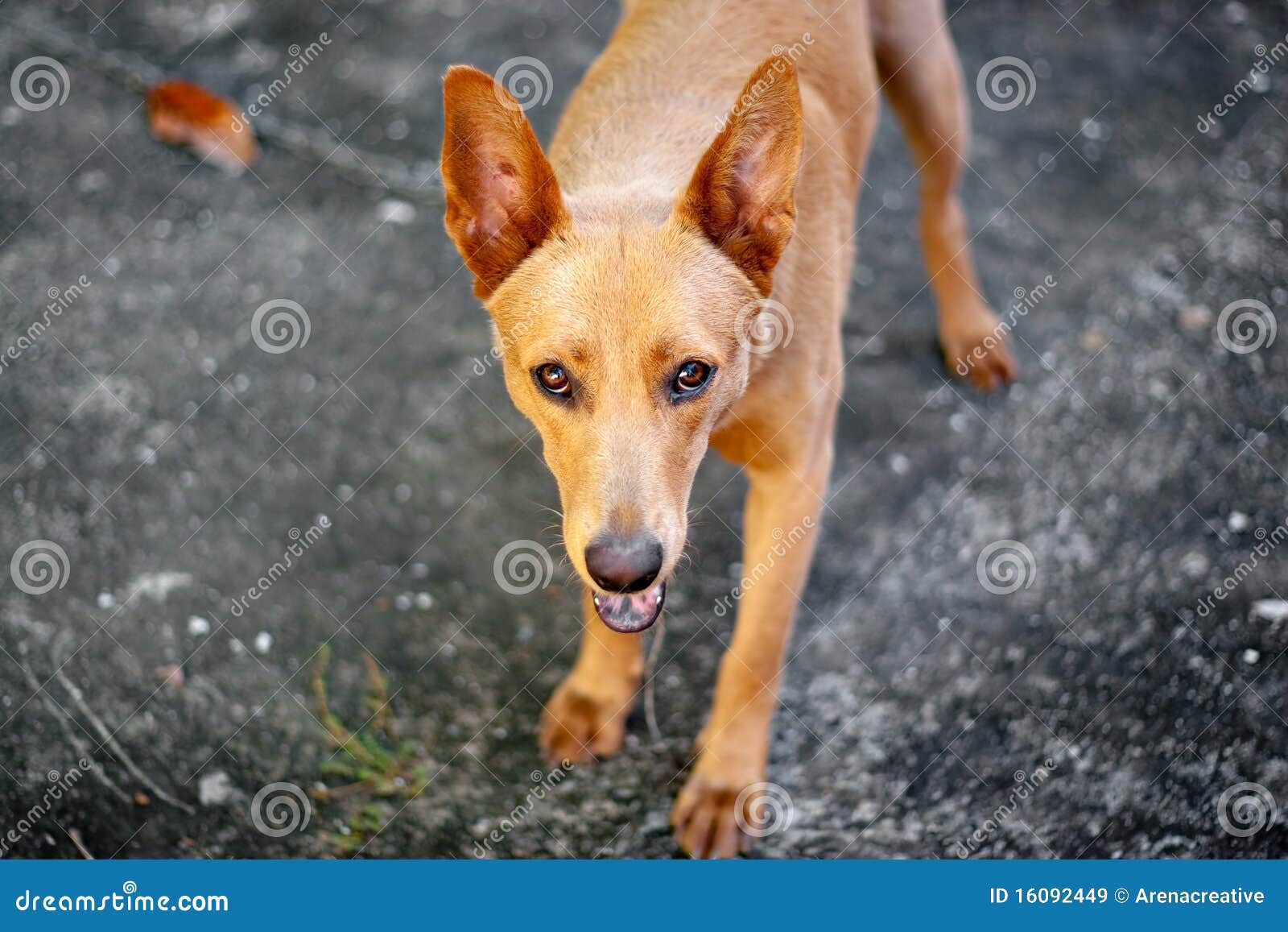 Cute Mixed Breed Dog stock image. Image of standing, breed - 16092449