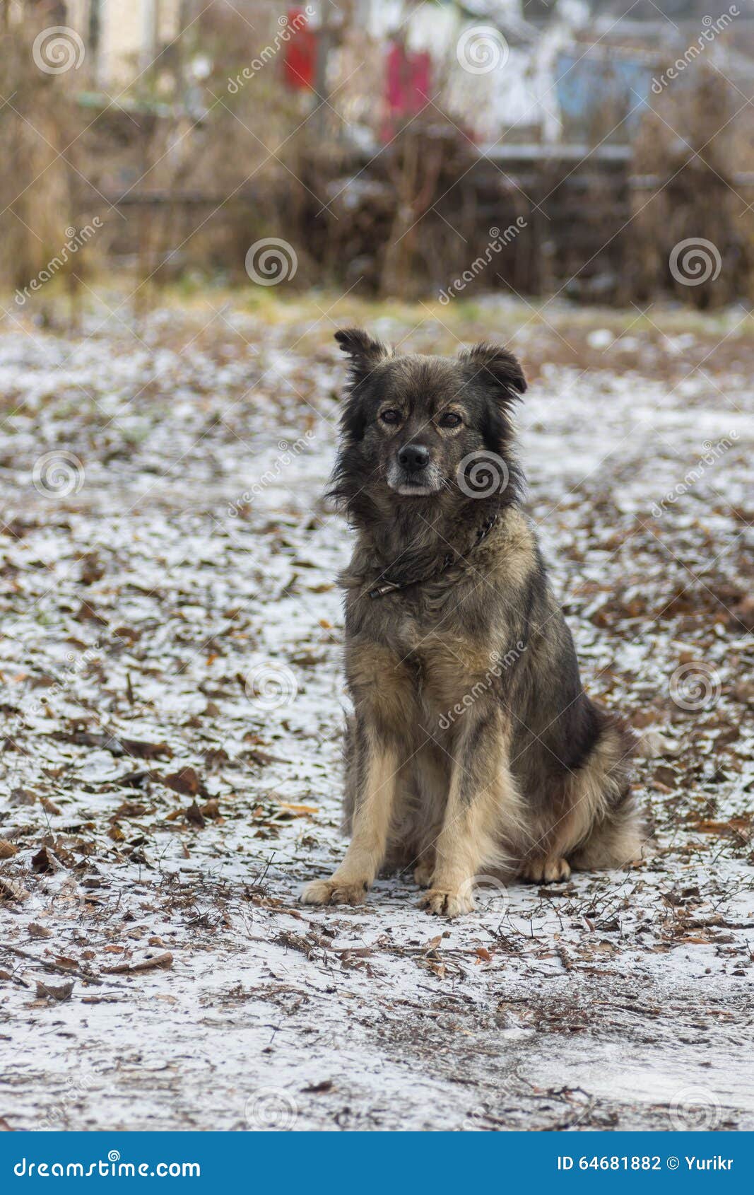 Cute Mixed-breed Dog daily Guarding Its Yard Stock Photo - Image of ...