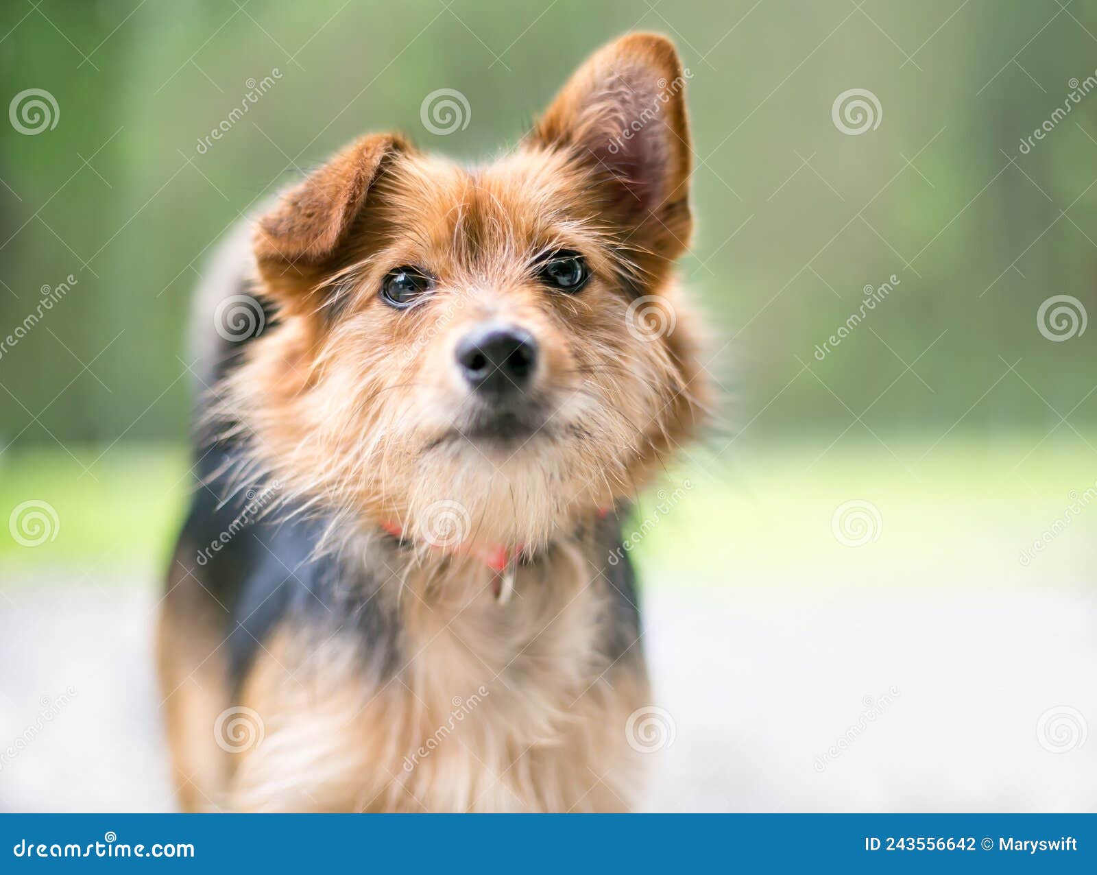 A Cute Mixed Breed Dog with One Straight Ear and One Folded Ear Stock ...