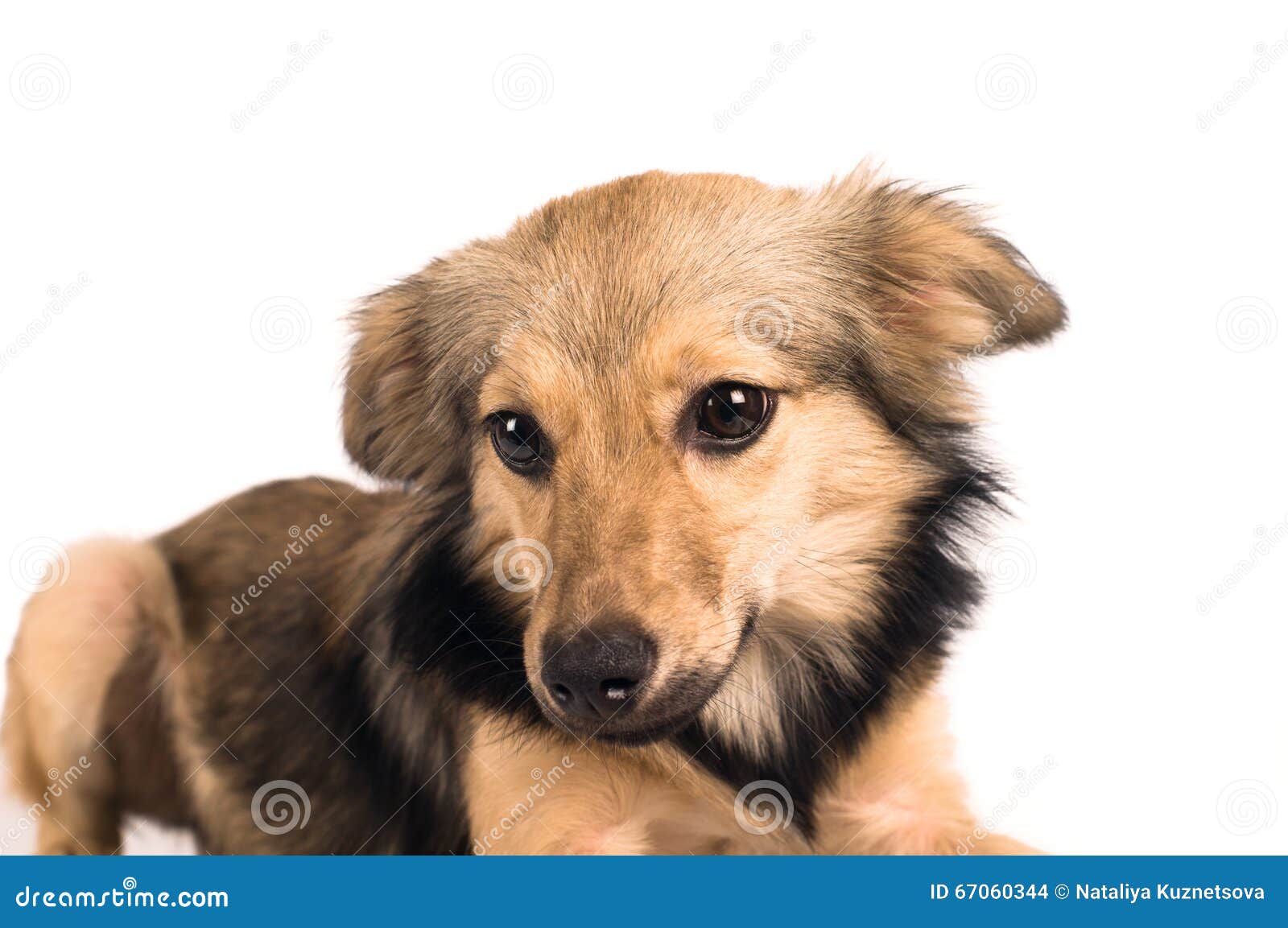 Cute Mixed Breed Dog Portrait Stock Photo - Image of front, mixed: 67060344