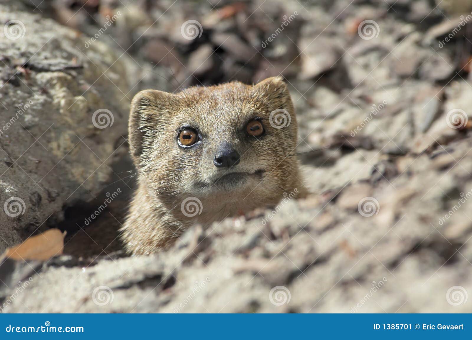 Cute Mongoose Animal