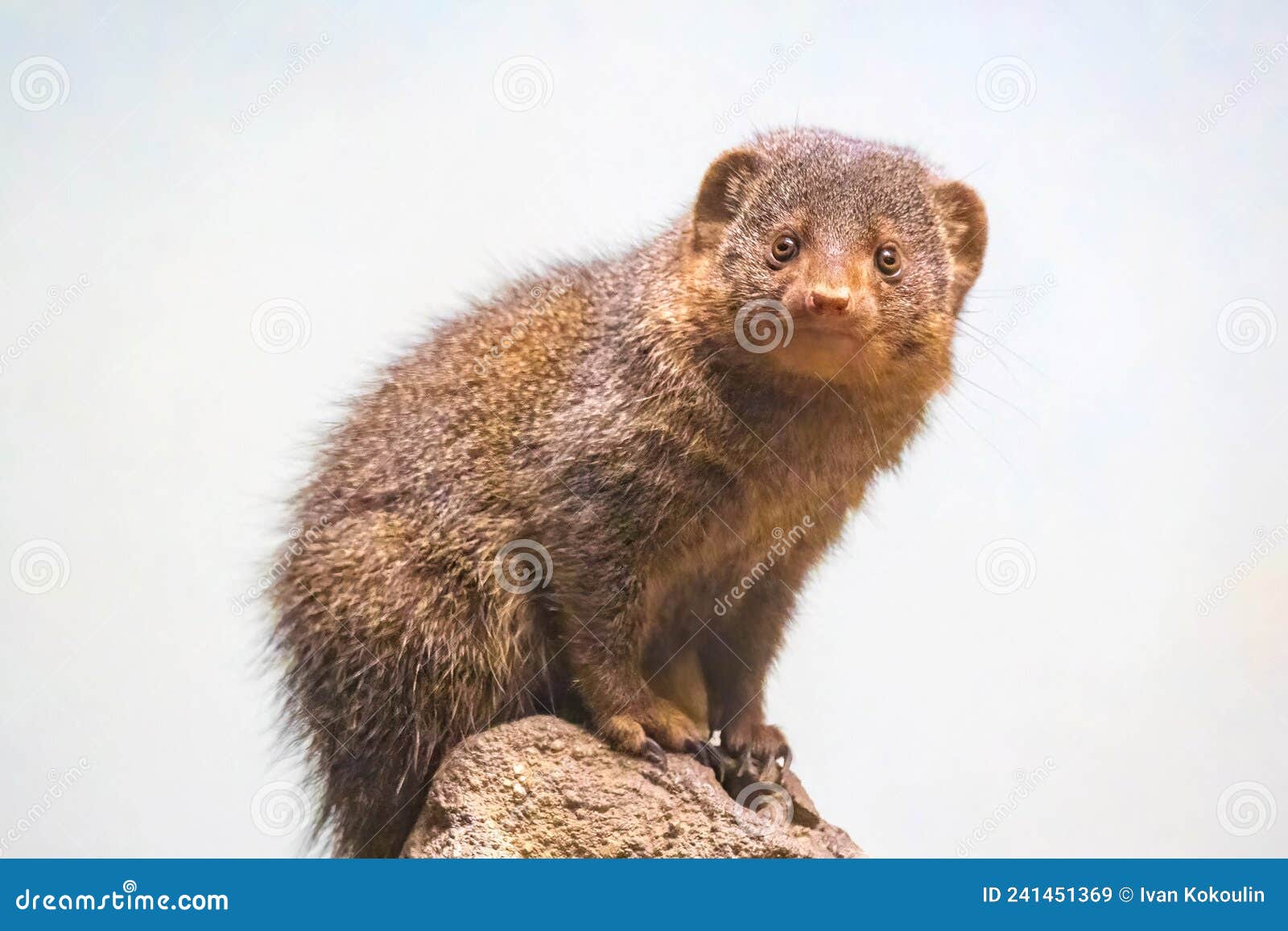 Cute Mongoose Close Up Portrait on the Rock Stock Image - Image of ...