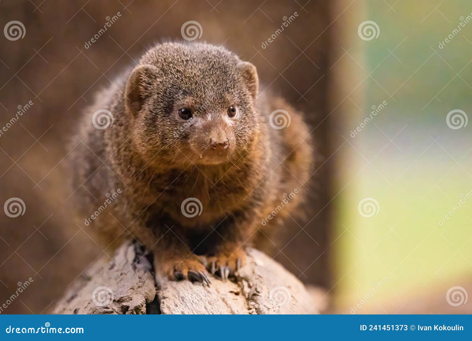 Cute Mongoose Close Up Portrait on the Rock Stock Image - Image of ...