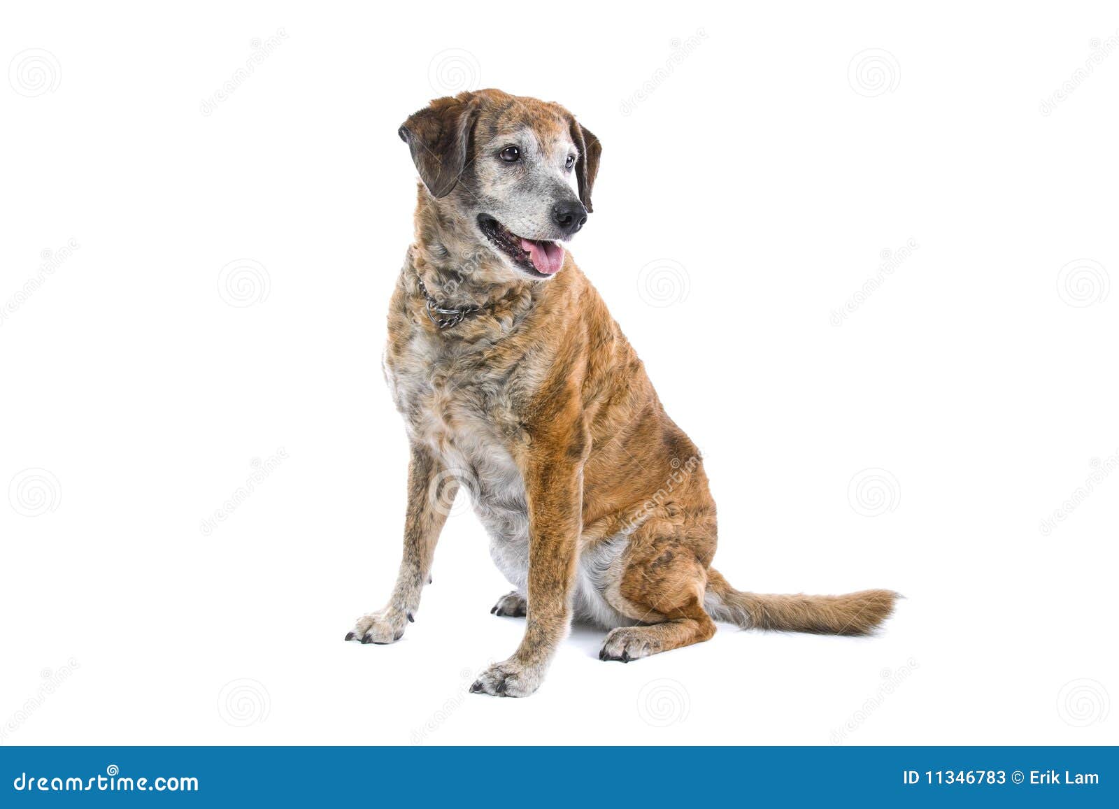 Cute mongrel dog stock image. Image of canis, looking - 11346783