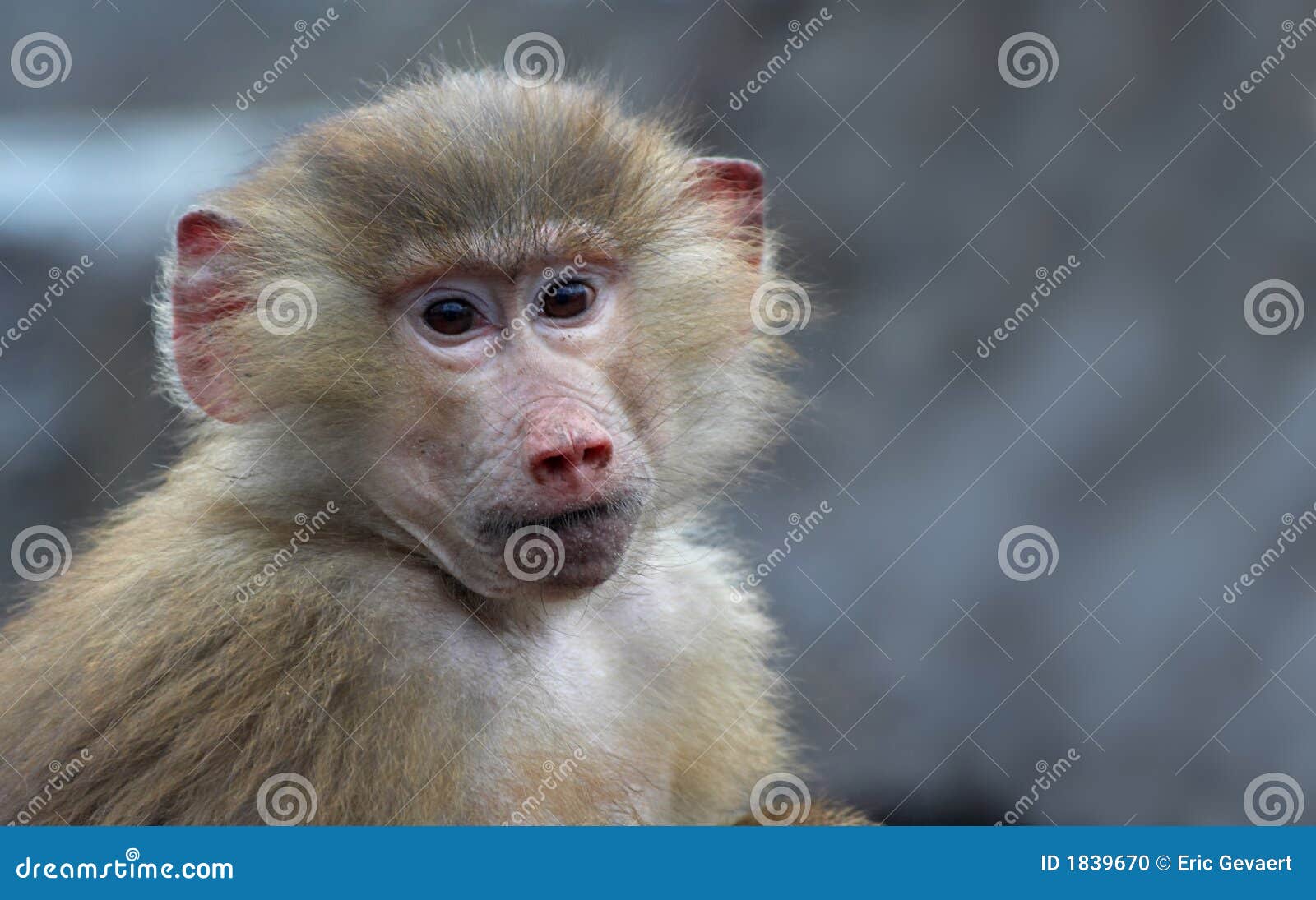 Cute monkey stock photo. Image of hairy, teeth, baby, animals - 1839670