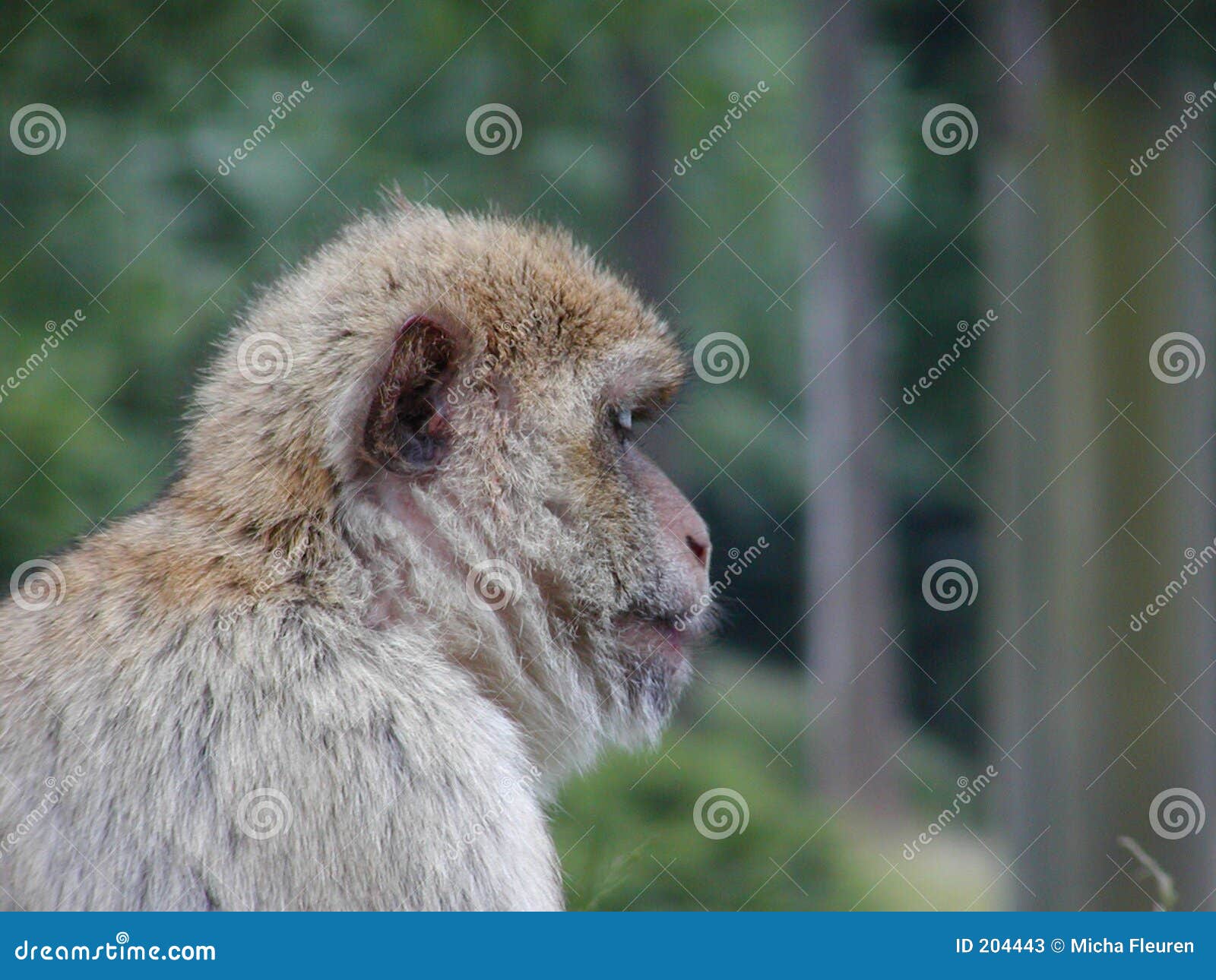 Cute Monkey Of India, Monkey Temple Or Galta Ji Temple In Jaipur ...