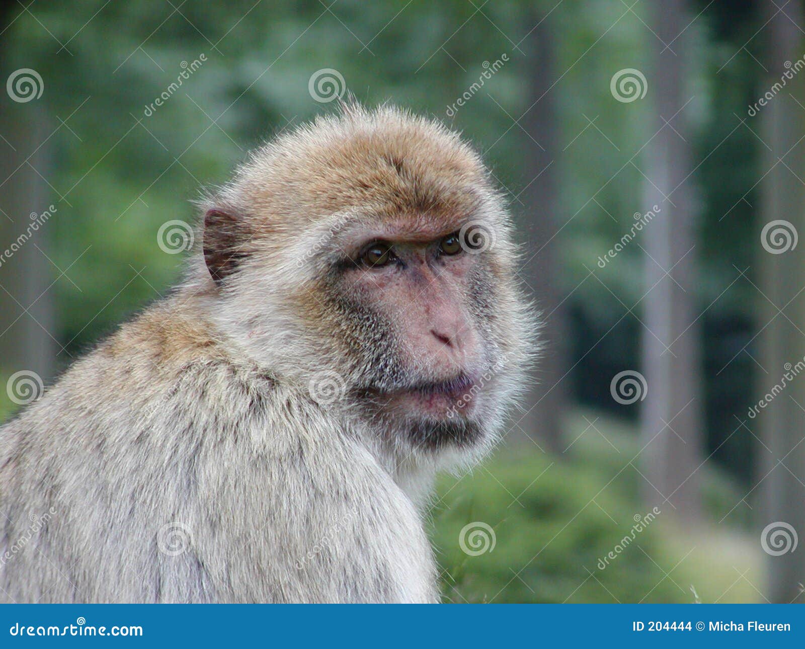 Cute monkey stock photo. Image of relaxing, cute, primate - 204444