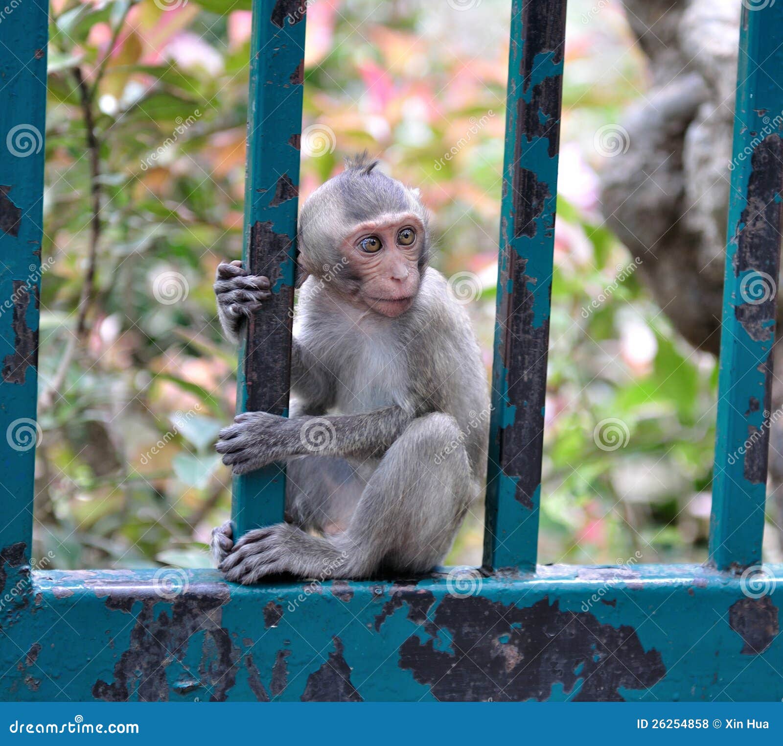 Cute Monkey stock photo. Image of dark, dumbfounded, cute - 26254858