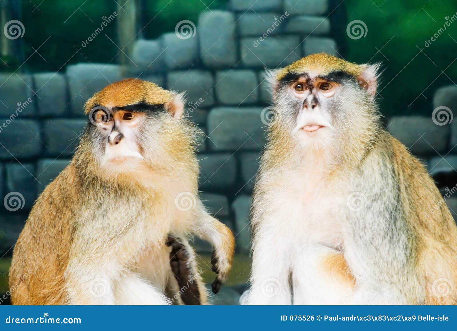 Cute Monkey Picture. Image: 875526