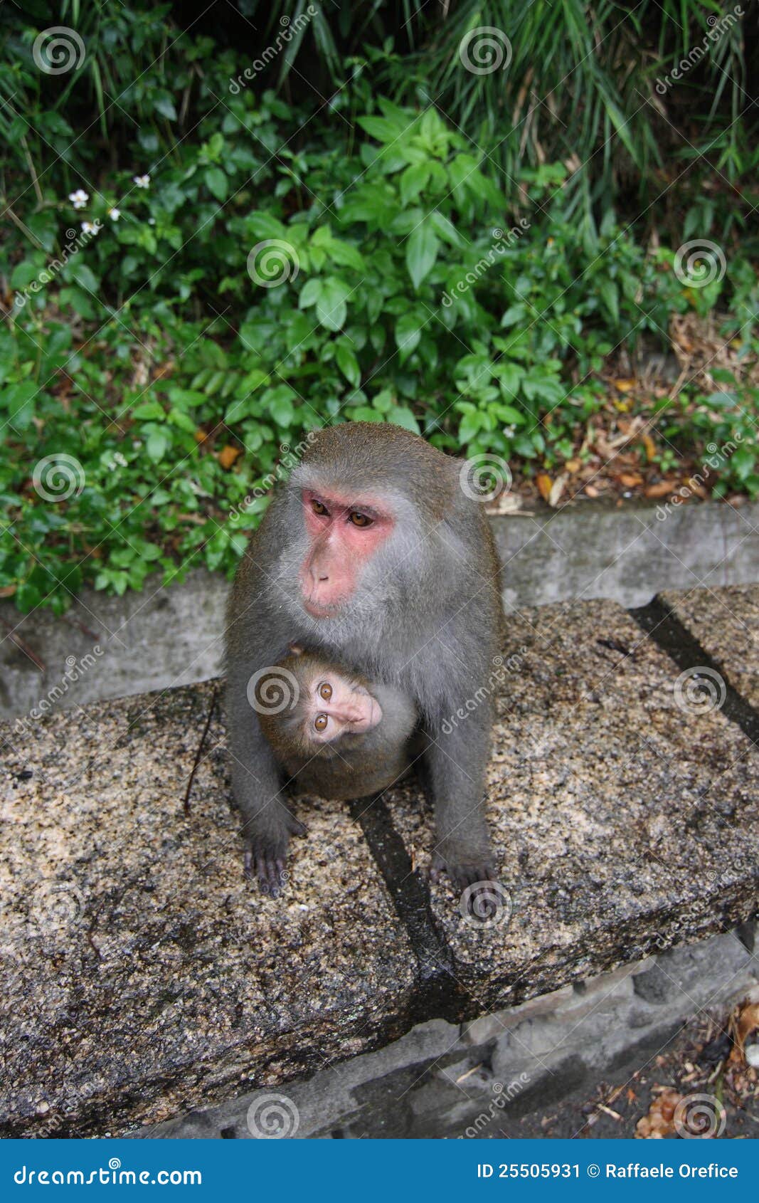 Cute Monkey Of India, Monkey Temple Or Galta Ji Temple In Jaipur ...