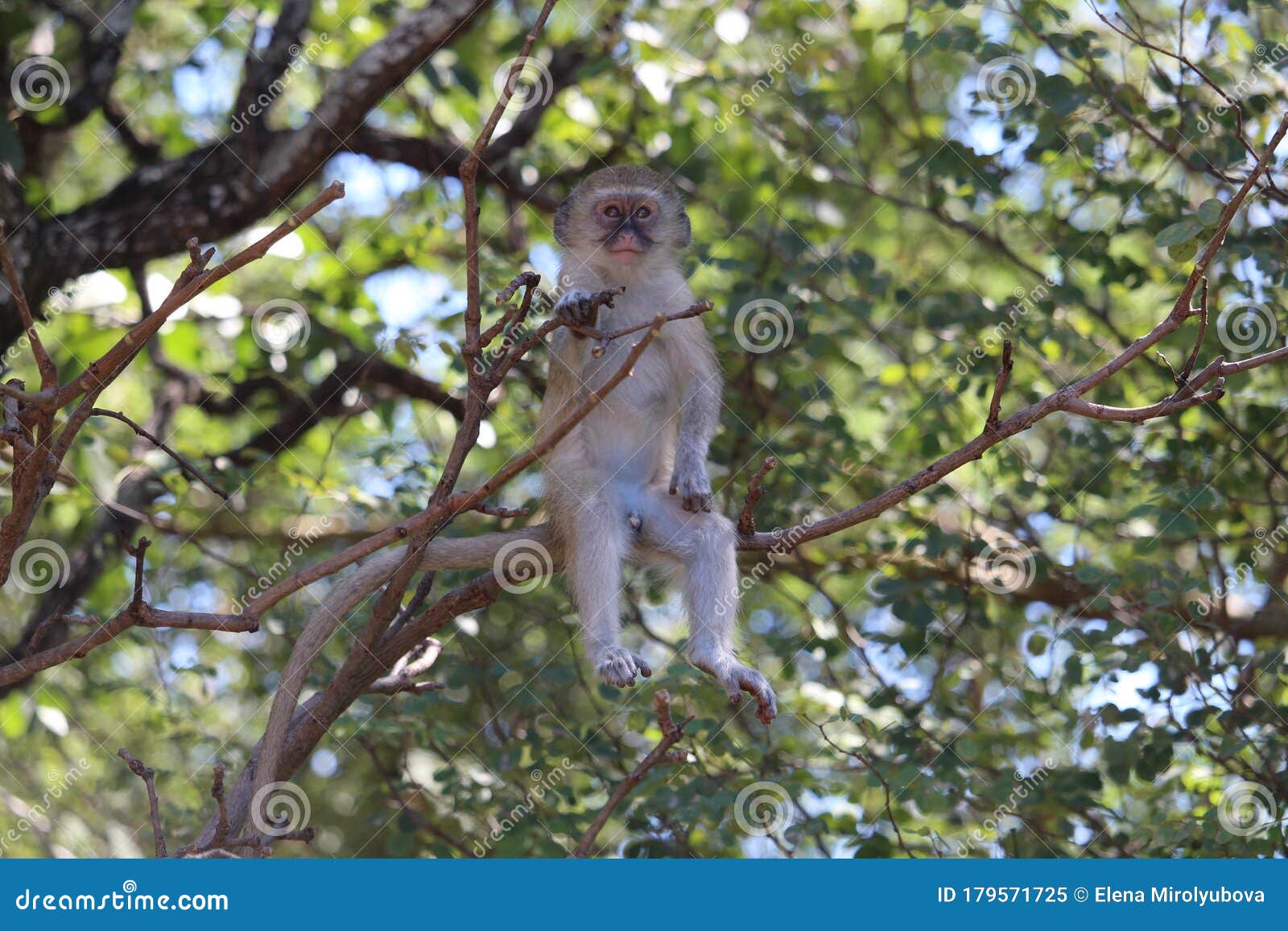 Cute Monkey Baby in the Forest on the Tree Stock Image - Image of cute ...