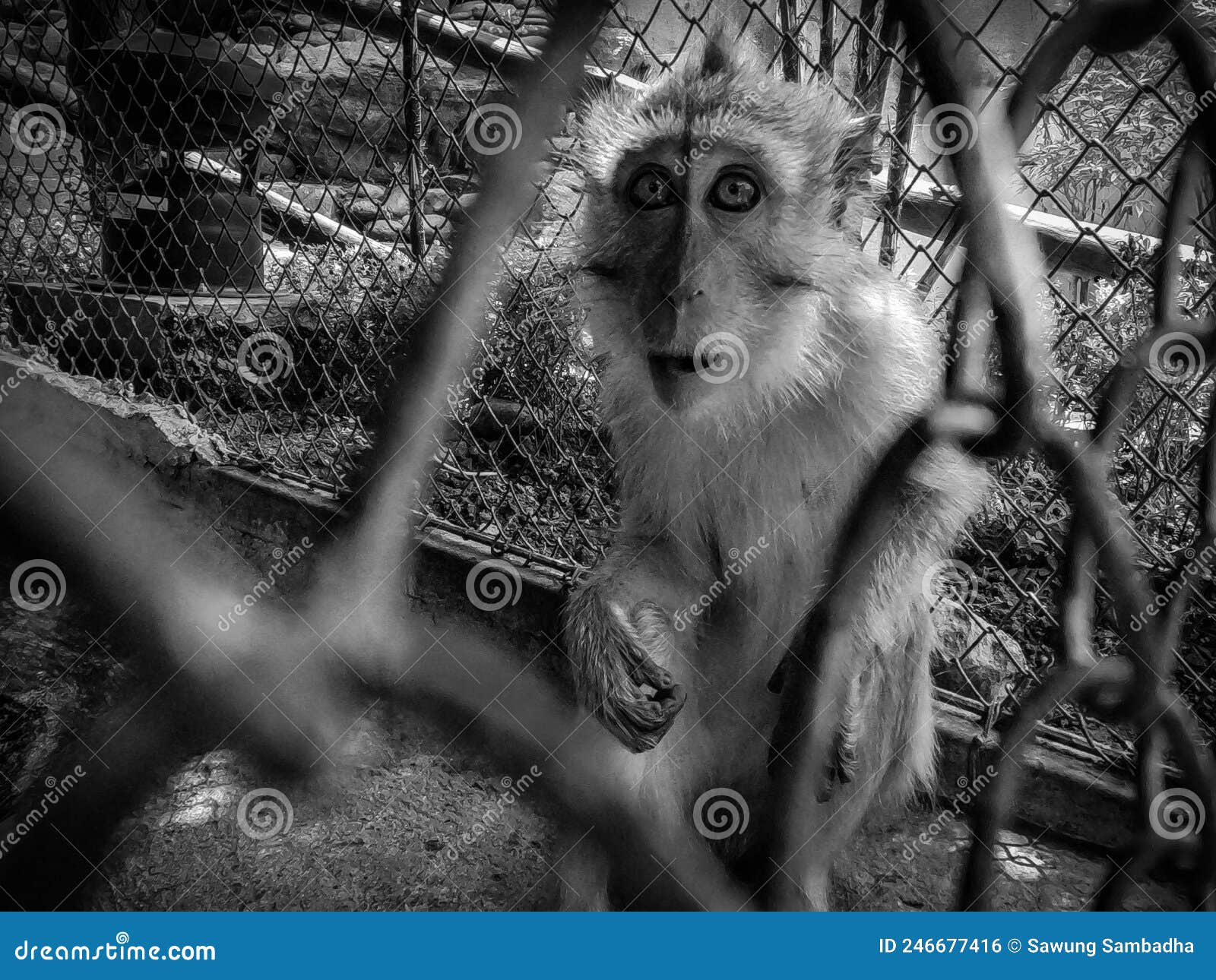 Cute monkey at the barn stock photo. Image of monkey - 246677416