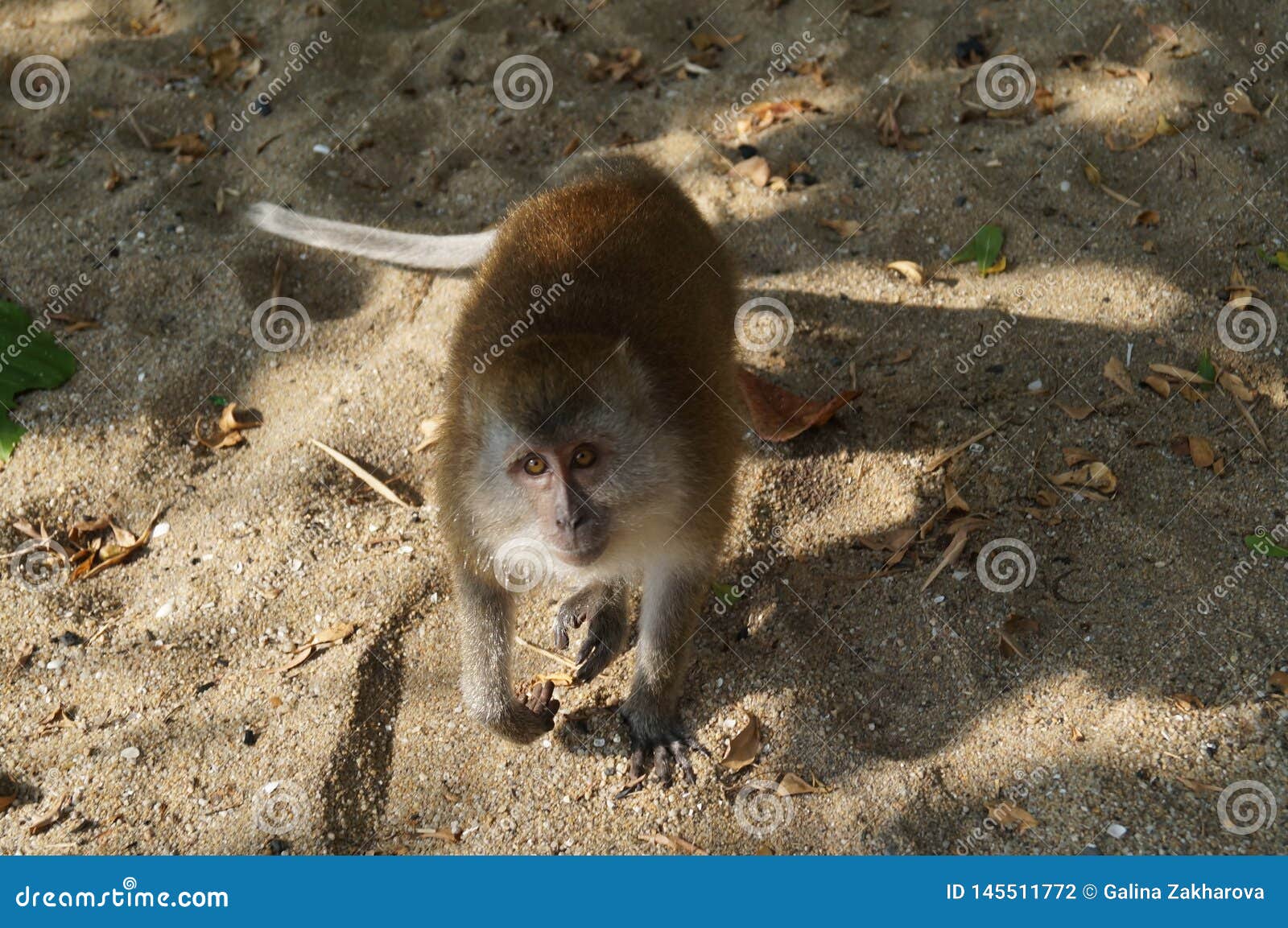 Cute monkey on the beach. stock photo. Image of monkey - 145511772