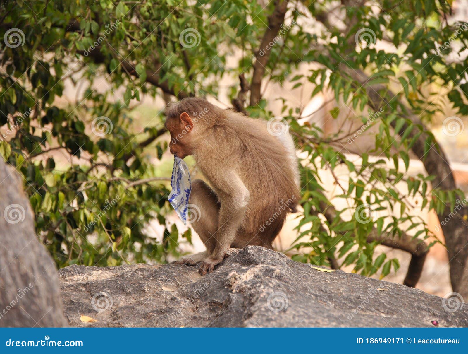 Cute Monkey Biting a Plastic Packaging Stock Image - Image of jungle ...