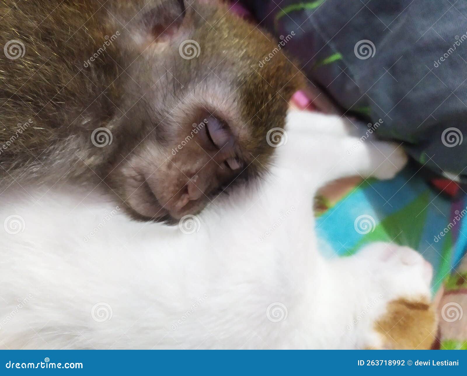 Is so Cute the Monkey and Cat always Peace Stock Photo - Image of cute ...