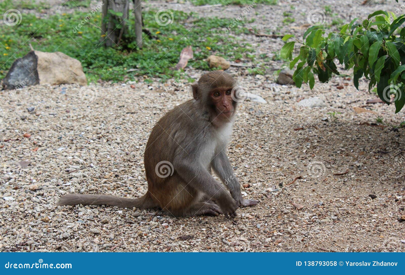 Cute Monkey Cub on Monkey Island Stock Photo - Image of cute, thailand ...