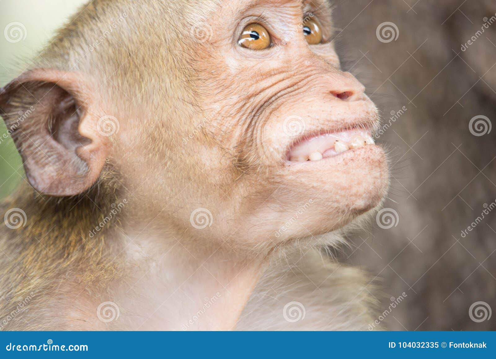 Cute monkey stock image. Image of forehead, fauna, mammal - 104032335