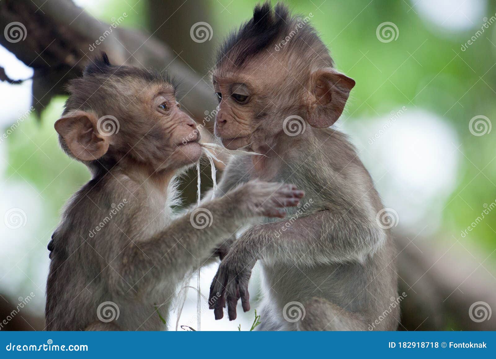 Cute monkey stock photo. Image of tree, snout, forest - 182918718