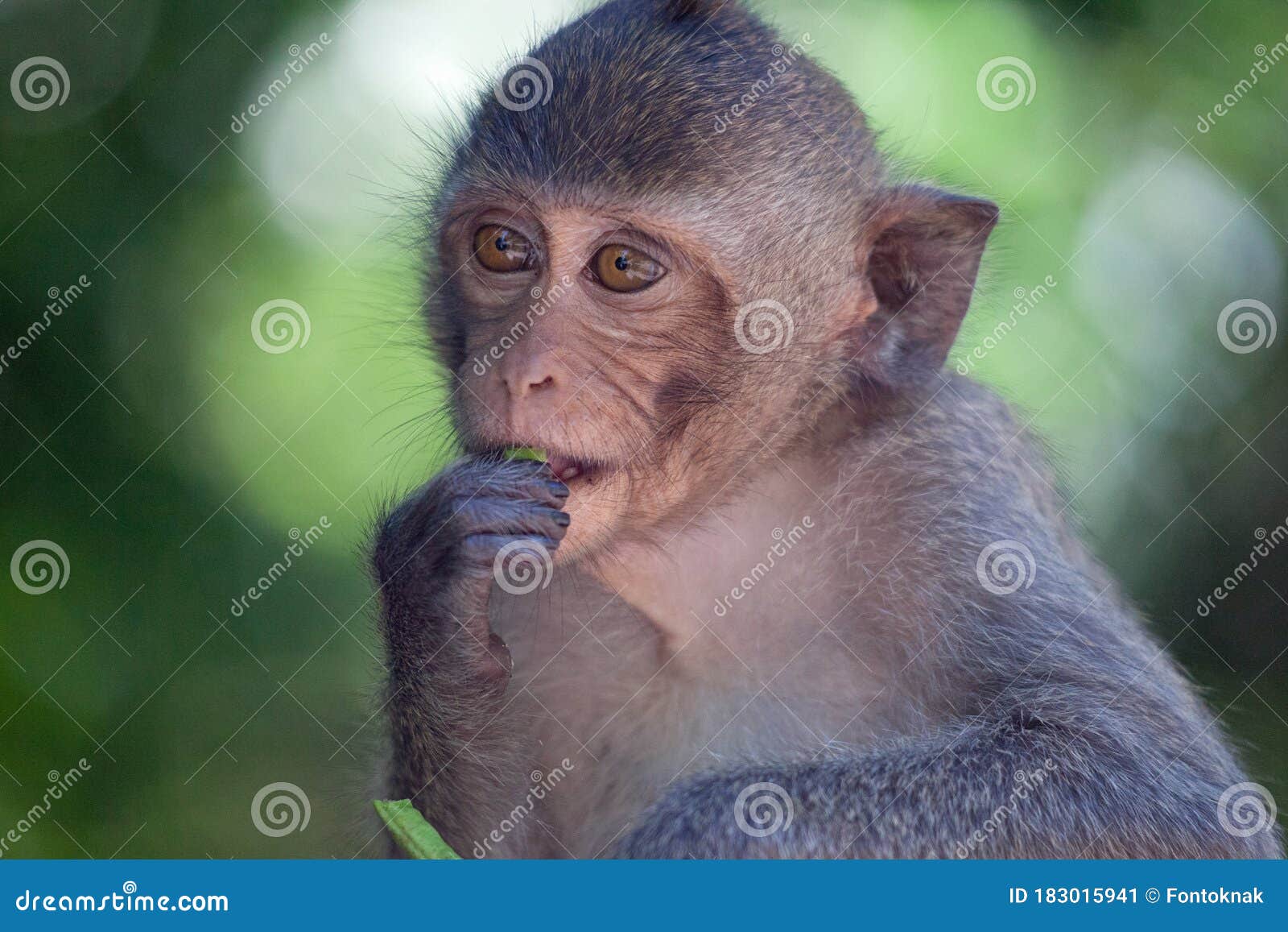 Cute monkey stock image. Image of tree, snout, funny - 183015941