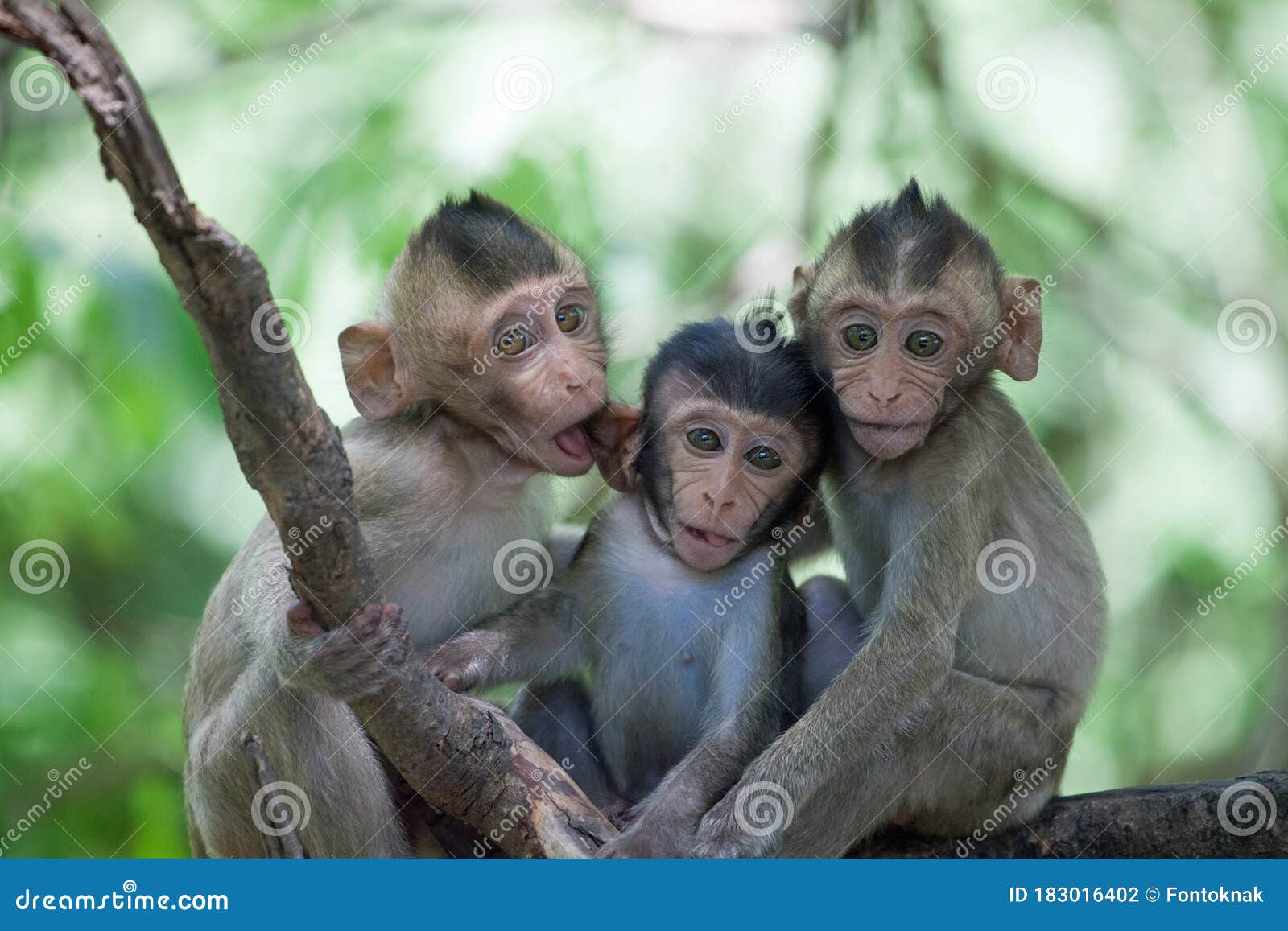 Cute monkey stock photo. Image of primate, tree, forest - 183016402