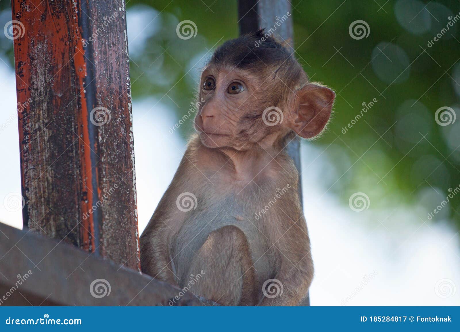 Cute monkey stock image. Image of macaque, snout, monkey - 185284817