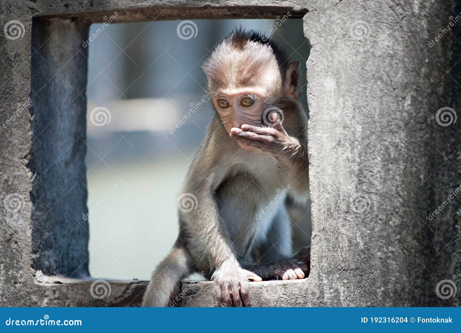 Cute monkey stock photo. Image of snout, funny, wildlife - 192316204
