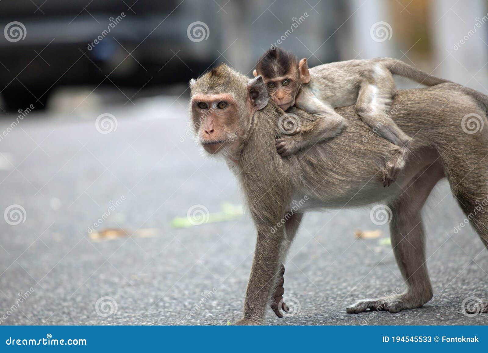 Cute monkey stock image. Image of natural, monkey, organism - 194545533